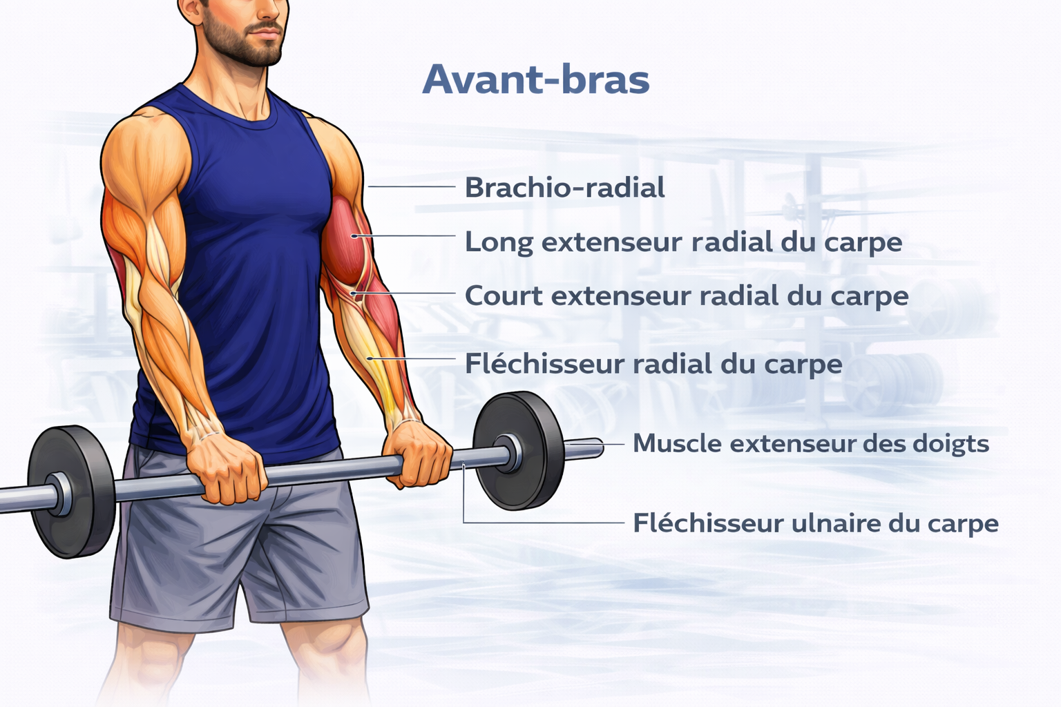 Exercices Avant-bras